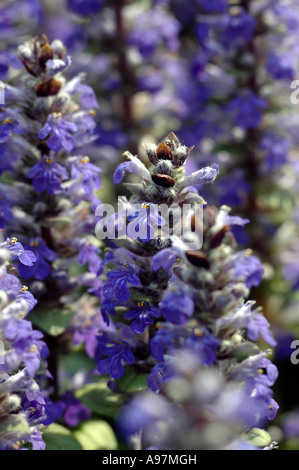Bugleweed (Ajuga reptans) also called Blue bugle, Bugleherb, Carpetweed ...