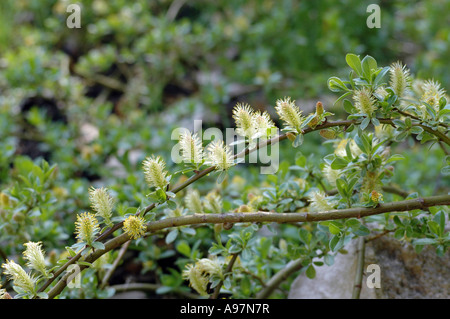 Salix alpina (Alpine willow Stock Photo - Alamy