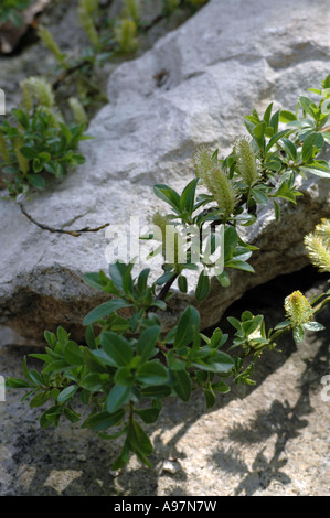 Salix alpina (Alpine willow Stock Photo - Alamy