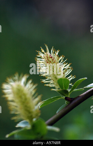 Salix alpina (Alpine willow Stock Photo - Alamy