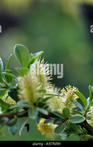 Salix alpina (Alpine willow Stock Photo - Alamy
