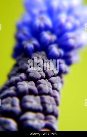 Vertical macro of green grape hyacinth seed capsules forming on a stem ...