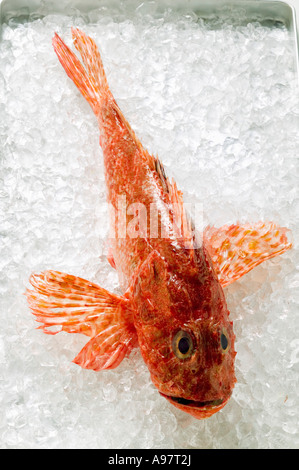 Scorpion fish on ice FoodCollection Stock Photo - Alamy