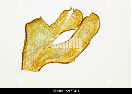 Deep fried ginger slices backlit FoodCollection Stock Photo - Alamy