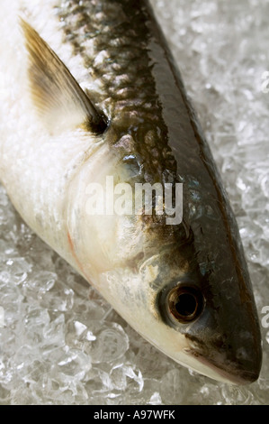 Grey mullet on ice FoodCollection Stock Photo - Alamy