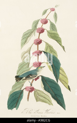 Cerulean Warbler, Dendroica cerulea Stock Photo - Alamy