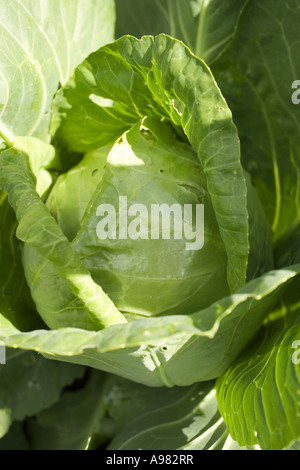 White cabbage in the field FoodCollection Stock Photo - Alamy