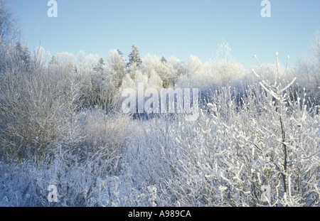 An overnight rain and freeze has produced an ice forest Bialowieza ...