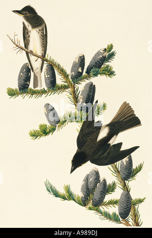 Olive-sided Flycatcher (Contopus cooperi), British Columbia, Canada ...