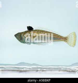 Lesser Weever Fish Echiichthys vipera Stock Photo: 58330709 - Alamy