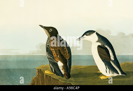Marbled murrelet, Brachyramphus marmoratus, birds, 1827 - 1838 Stock ...