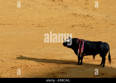 A bleeding bull during a bullfight in Espartinas province of Seville ...