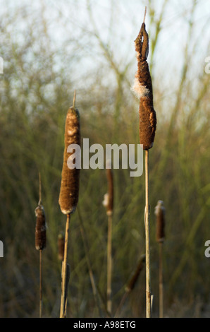 Bulrush, bulrushes or reed mace. Typha gracilis. A common but ...