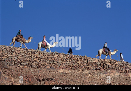 Travelling on camelback on the camel path to the summit of Mount Stock ...