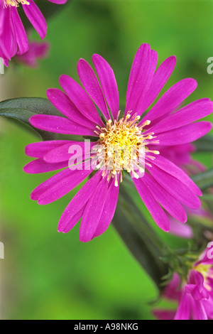A vibrant new england aster blooming in a natural environment Stock ...