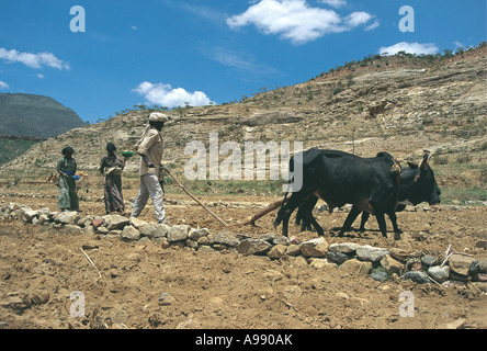 man cultivating land with plough and oxen in farm near hills Stock ...