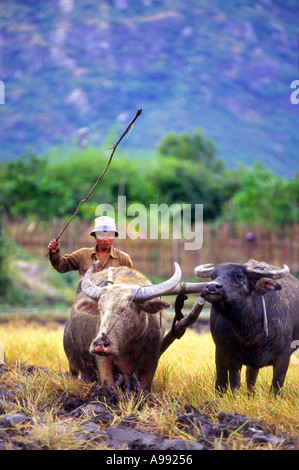 Plowing the wheat field with a pair of water buffalo in portrait ...