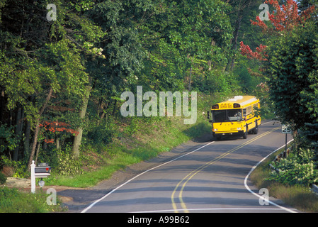 School bus driving down a road that is surrounded by greenery Palm ...