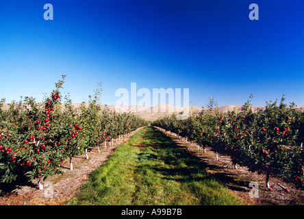 Agriculture - Red delicious high density apple orchard in early Spring ...