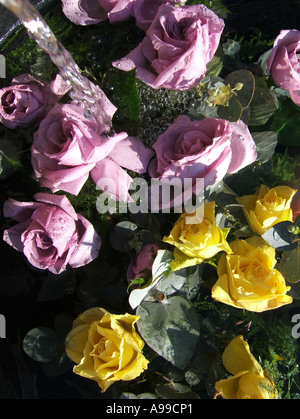 roses being soaked in water fountain Stock Photo - Alamy