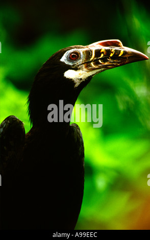 Visayan Tarictic Hornbill, (Penelopides panini panini), adult female ...