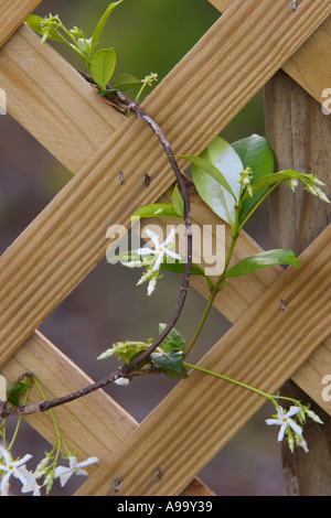 Trachelospermum , Star Jasmine, trellis, climbing Stock Photo - Alamy