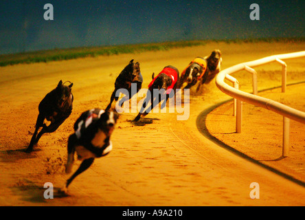 Greyhound is running, racing, hunting, chasing a rabbit Stock Photo - Alamy