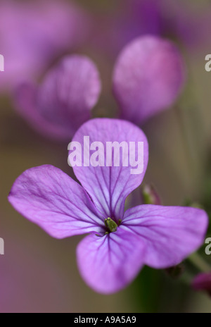 Flowers of Lunaria Stock Photo - Alamy
