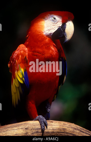parrot bird sitting on the perch Stock Photo - Alamy
