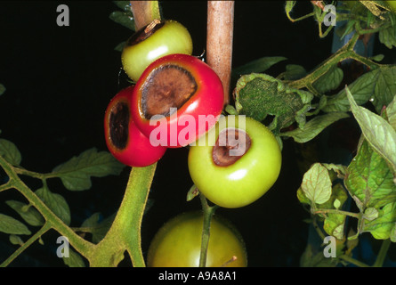 Blossom end rot caused by calcium deficiency to ripe tomato glasshouse ...
