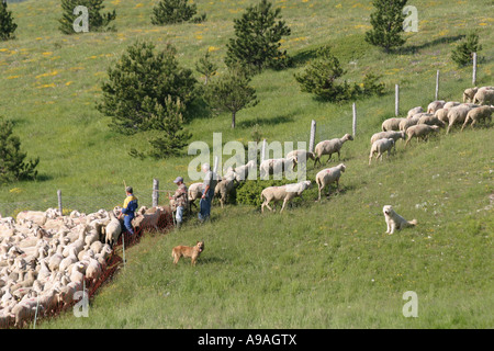 Shepherd counting his flock of sheep assisted by his working sheep dogs ...