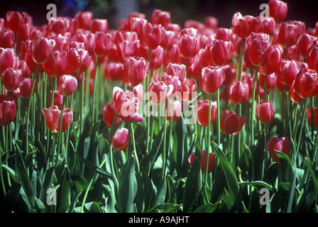 Red Tulip at Spring Stock Photo - Alamy