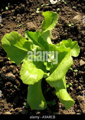 Lettuce plant growing in the field Stock Photo - Alamy