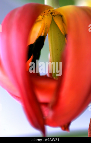 Dieing Red Tulip Stock Photo - Alamy