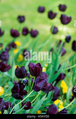 Dark purple tulips in a botanical flower garden in spring Stock Photo ...