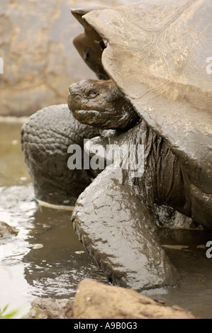 Turtle tortoise taking a bath in the sun to get warm Stock Photo - Alamy