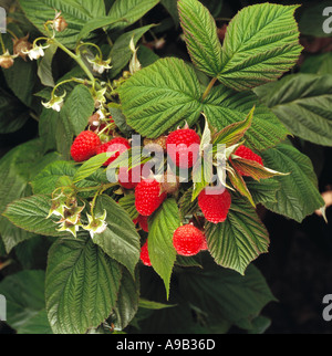 Agriculture - Raspberry bushes / Watsonville, California, USA Stock ...