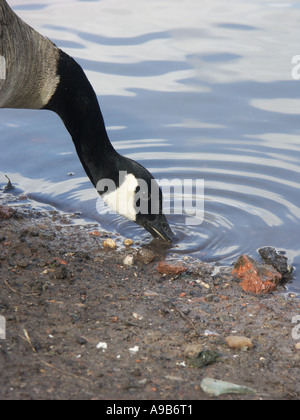 A large white goose drinking water from a trough on the backyard farm ...