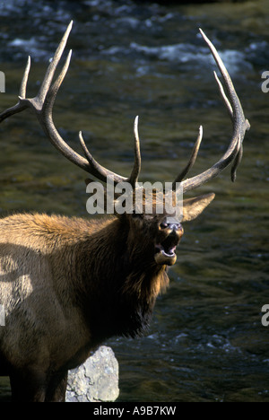 Bull Elk, Yellowstone National Park, Wyoming Stock Photo - Alamy