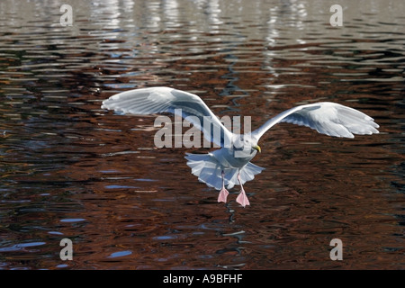 Sea Gull landing at Alton Baker Park in Eugene Oregon Stock Photo - Alamy