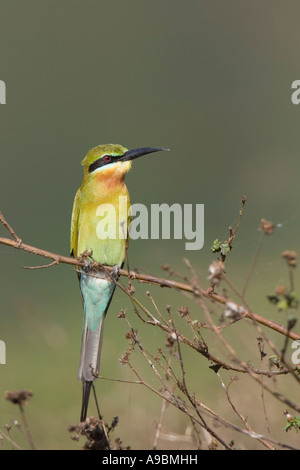 Blue Tailed Bee-eater Stock Photo - Alamy