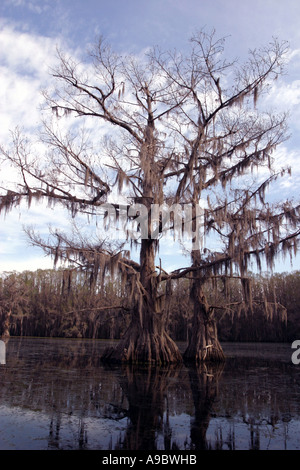 A Southern Swamp with trees and Spanish Moss Stock Photo - Alamy