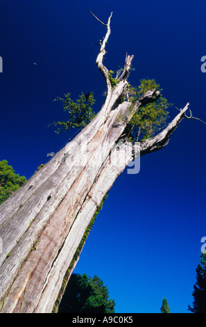 3000 years old sacred tree in Ali shan mountain Taiwan Stock Photo - Alamy