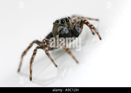 A jumping spider, Sitticus terebratus, family Salticidae Stock Photo ...