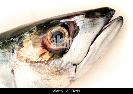 Iridescent mackerel skin Stock Photo - Alamy