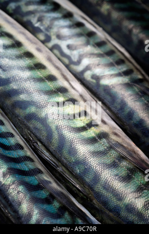 Iridescent mackerel skin Stock Photo - Alamy