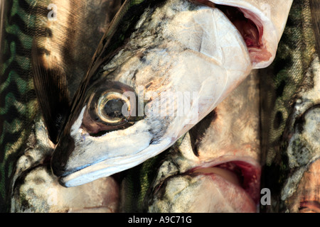 Iridescent mackerel skin Stock Photo - Alamy