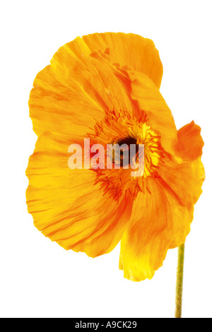 Papaver, poppy family, Papaveraceae. Poppy seed pod cut in half with ...