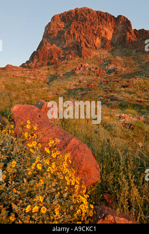 Wildflowers along Route 66 near Oatman Arizona Stock Photo: 4023089 - Alamy