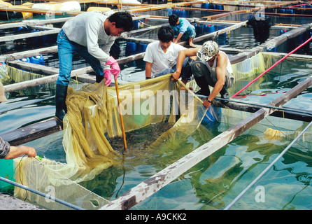 Fish farming Tapmun island Hong Kong china Stock Photo - Alamy